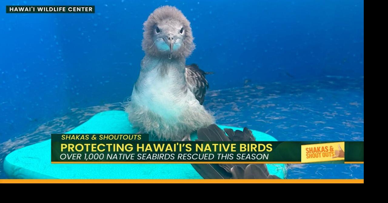 Over 1,000 Native Birds Rescued In 3-Month Span | Island Life Live ...