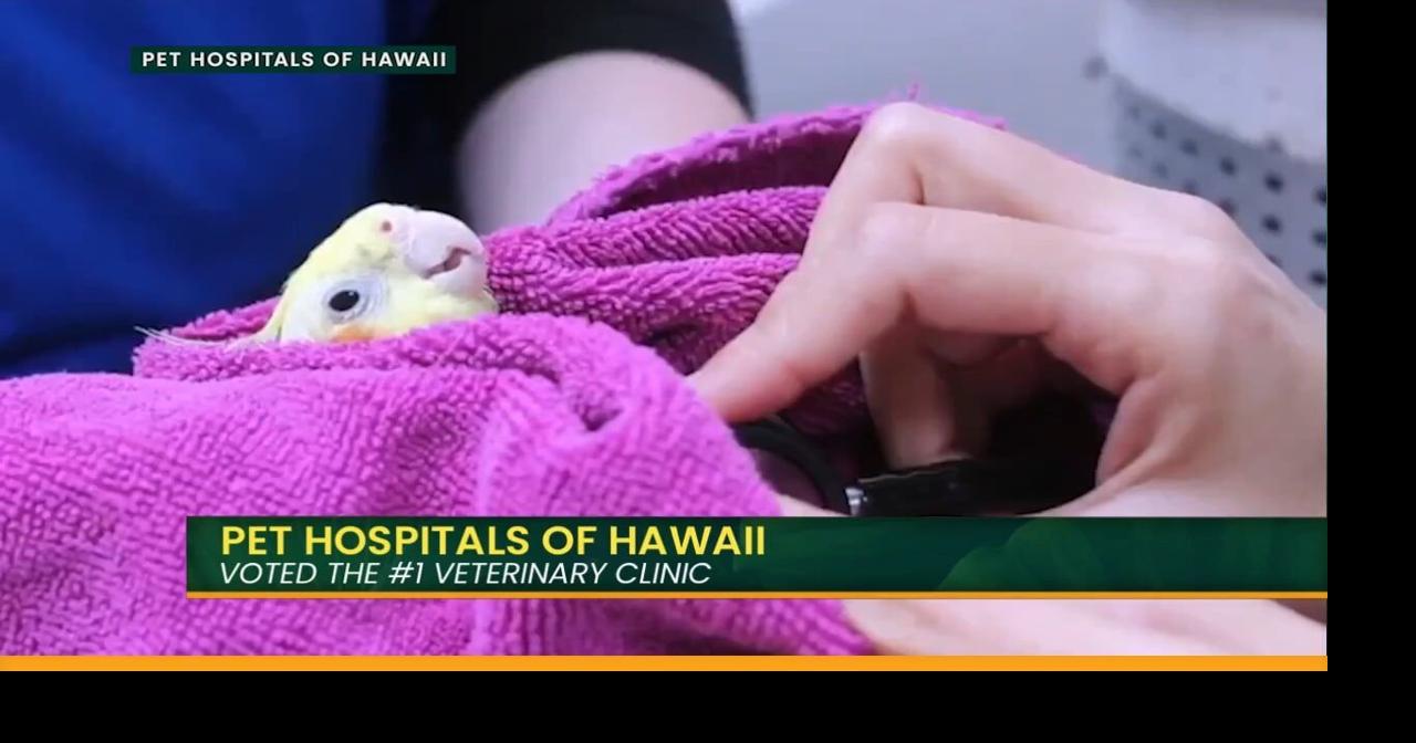 Dogs, Cats, Exotic Pets Welcome At Makai Pet Hospital in Kailua | Best ...