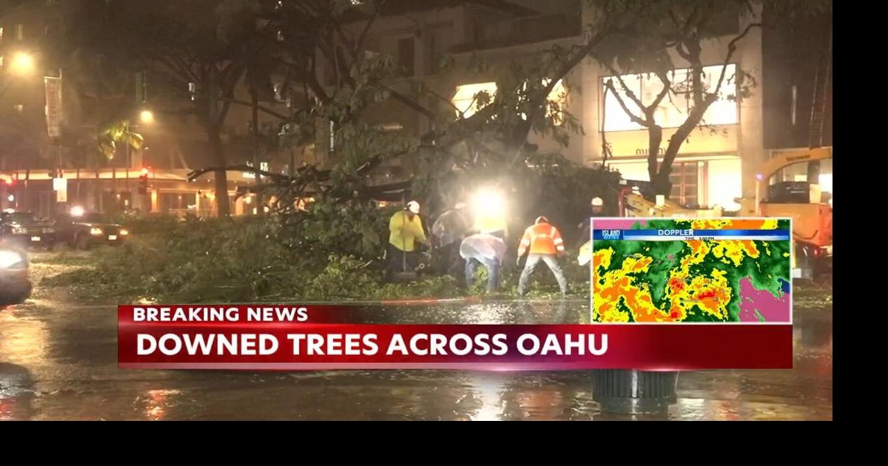 High winds knock trees onto roads across Oahu | News | kitv.com
