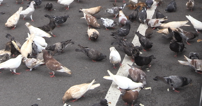 A pigeon explosion in Chinatown has business owners and residents ...
