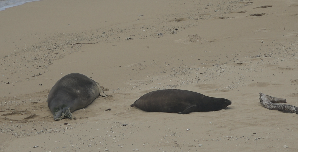 Preparing for Hawaiian monk seal Pualani's weaning | Local | kitv.com