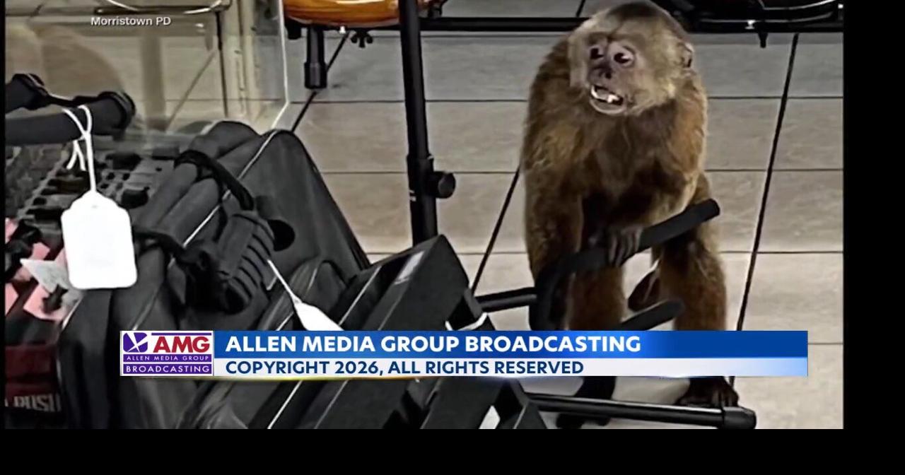 complete monkey news