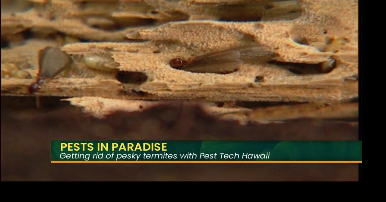 Pest Tech Hawaii: Protecting paradise from pests | Island Life Live ...