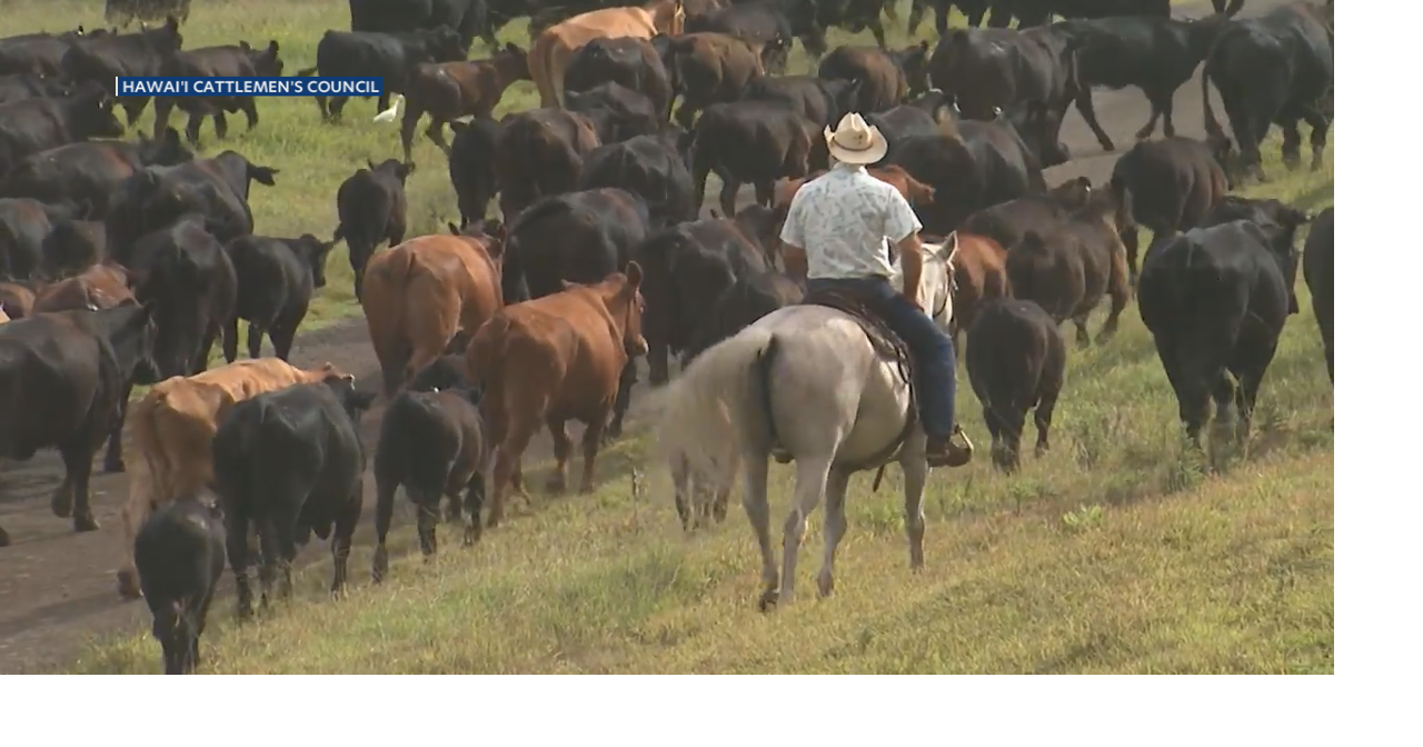 Local cattle ranchers fight for more land | News | kitv.com