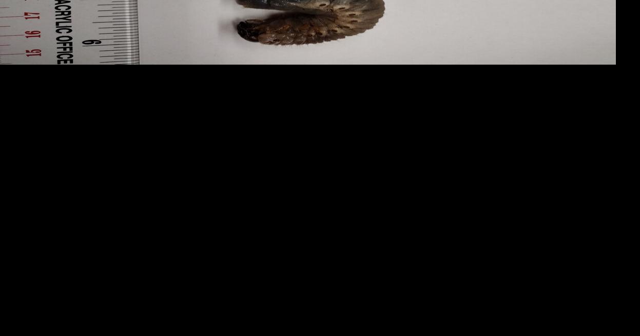 Coconut Rhinoceros Beetle larvae found on Hawaii Island | Local | kitv.com