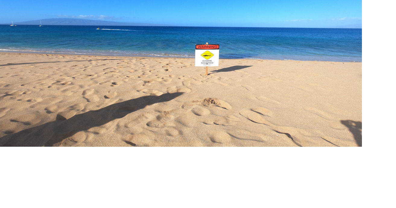 8-foot shark spotted off Nanakuli Beach Park shores | Local | kitv.com