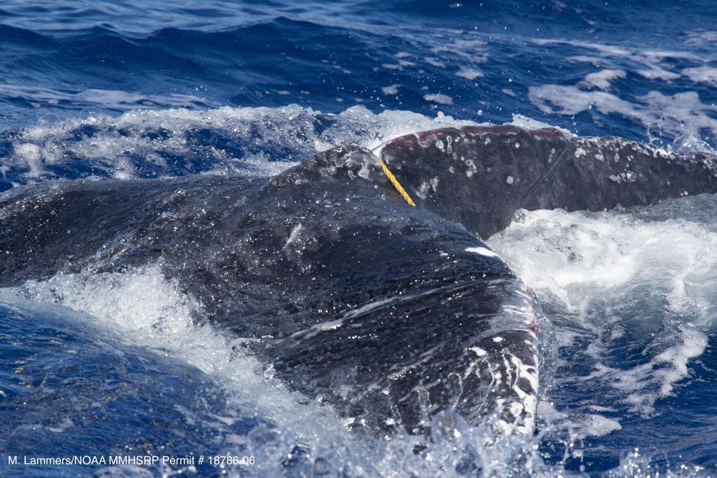 whale exploding on beach gif