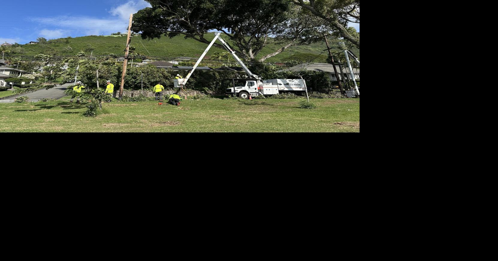 70-foot Bodhi tree removal disrupts Manoa Road for up to 10 days ...