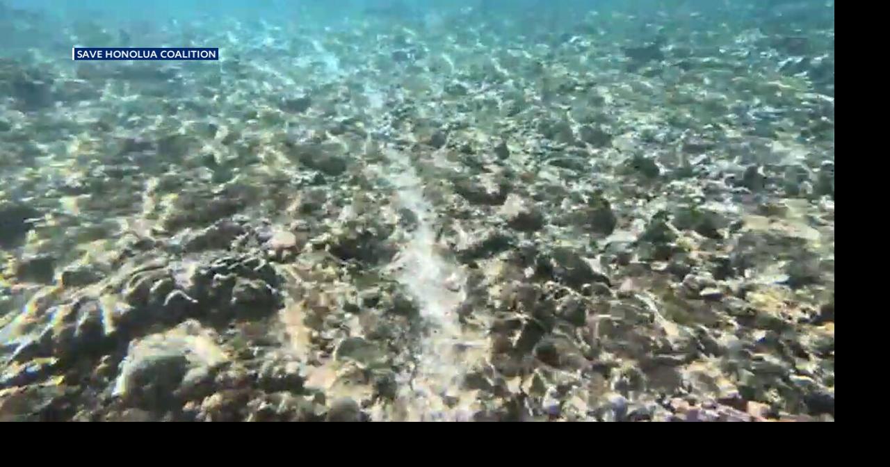 'Angry' activists claim tour boat damaged reef at Honolua Bay | News ...
