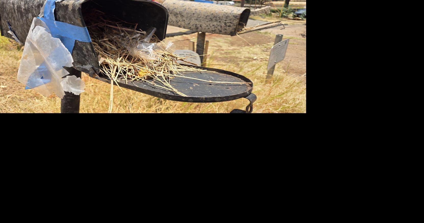 Lahaina Rebuilds: Community resilience shines through post-fire recovery efforts | Maui ...