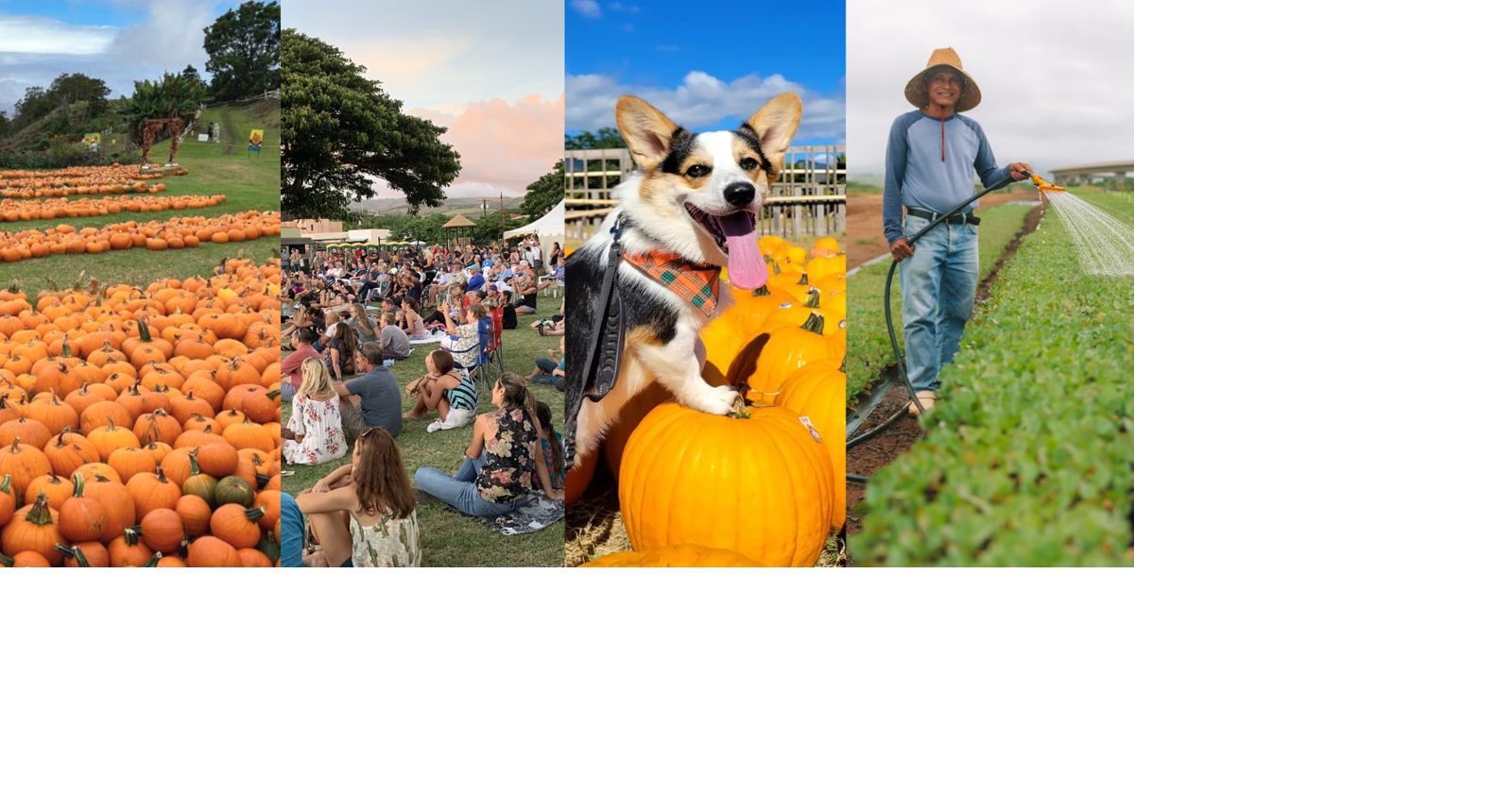 Fall festivities to do in Hawaii 🍂 | Business | kitv.com