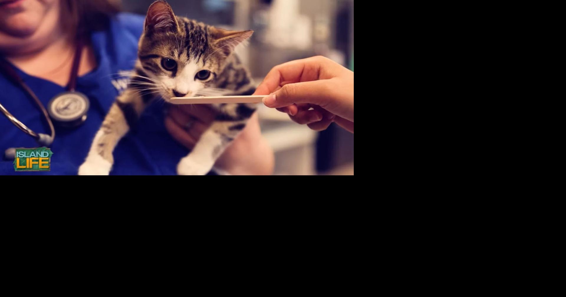 Windward Community College is helping to make higher education possible ...