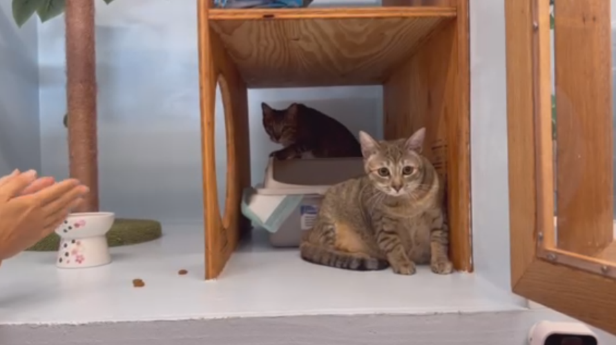 Aloha Cat Hotel offers luxury pet sitting for vacationing families ...