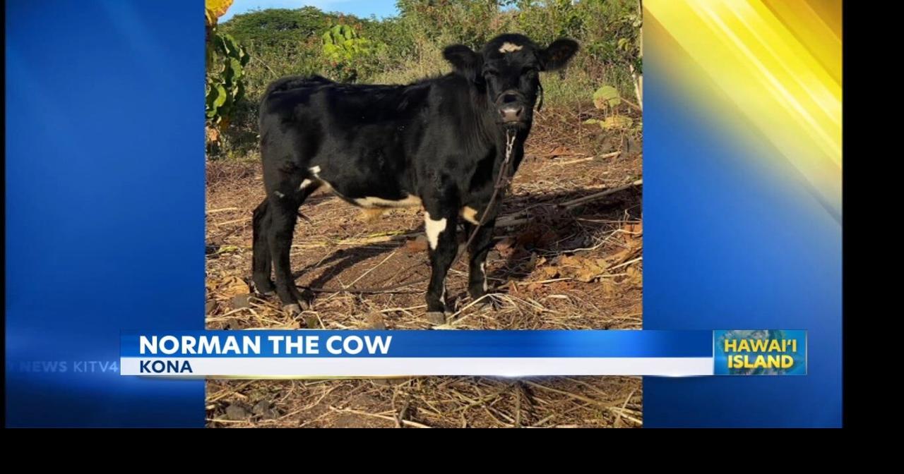 Norman the Cow helps mow Big Island school field | Video | kitv.com