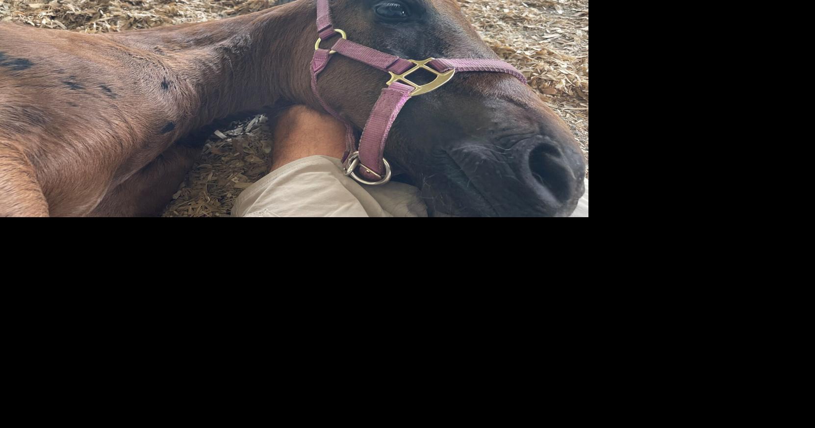 Horse found dead on Big Island farm, leaving behind orphaned foal, has ...