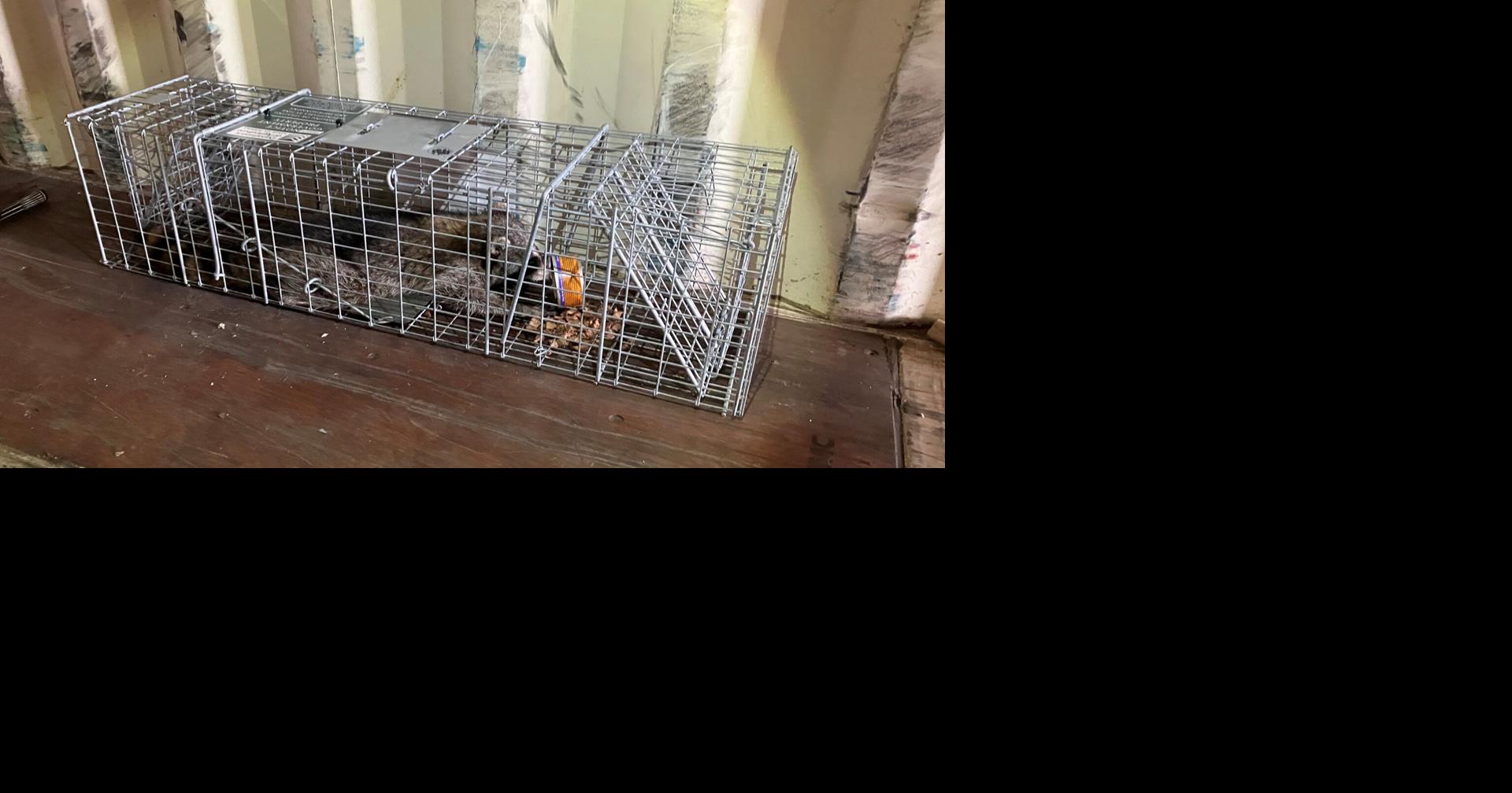 Raccoon discovered in shipping container delivered to Oahu home | Local ...