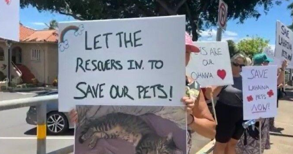 Protestors demand Maui County help them save missing pets in burn zone ...