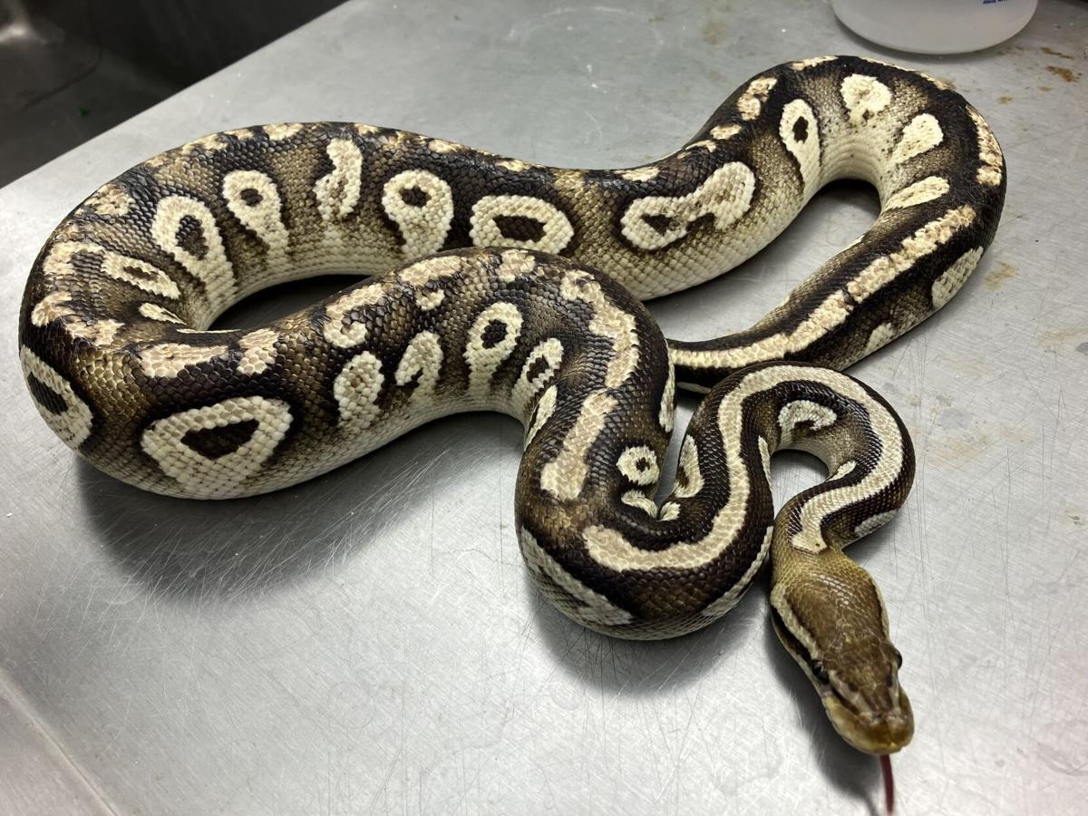 Non-venomous ball python found in Kaimuki backyard | Local | kitv.com