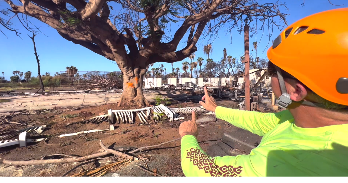 'Treecovery' initiative aims to rescue centuries-old ulu trees burned ...