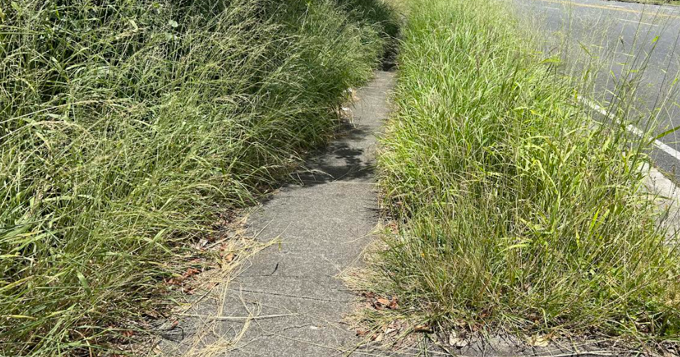 Overgrown sidewalks a growing problem on Oahu | Local | kitv.com