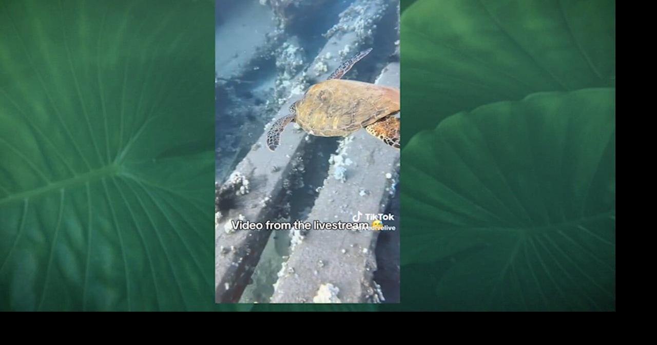 TikTok Underwater Livestreaming with Brittany Ziegler | Video | kitv.com