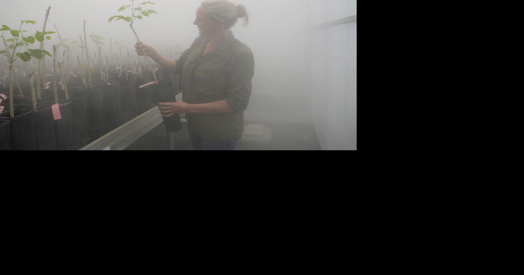 Pongamia Tree What to Know | | kitv.com