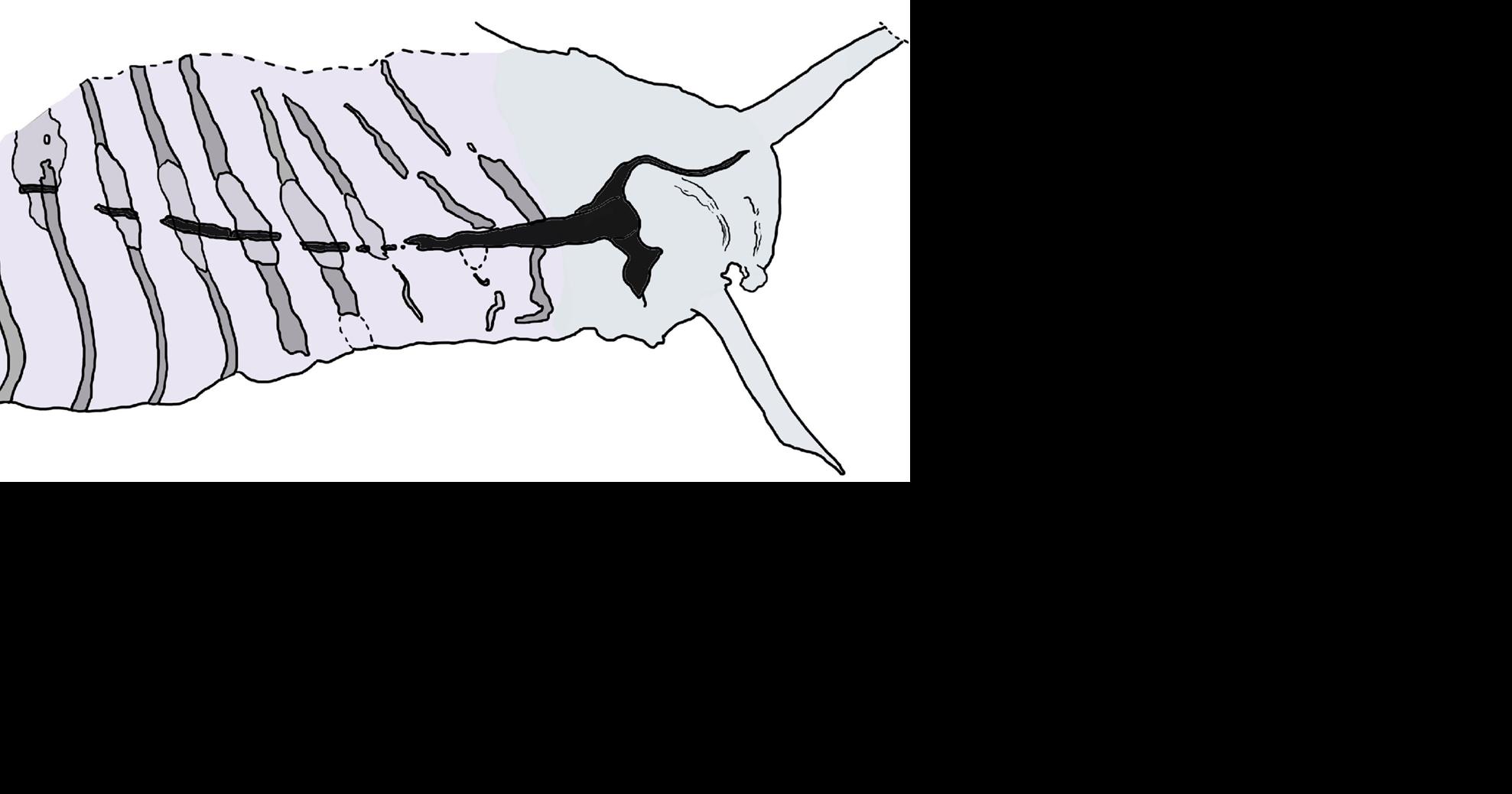 A weird sea creature was anatomically unlike anything ever seen ...