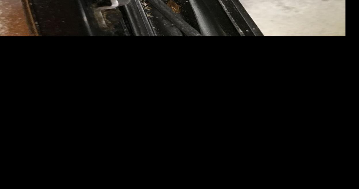 Maui Brewing Company in Lahaina remains closed after red placard issued ...