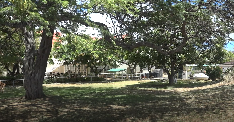 Lunalilo Home selling imu-cooked turkeys for Thanksgiving | News | kitv.com