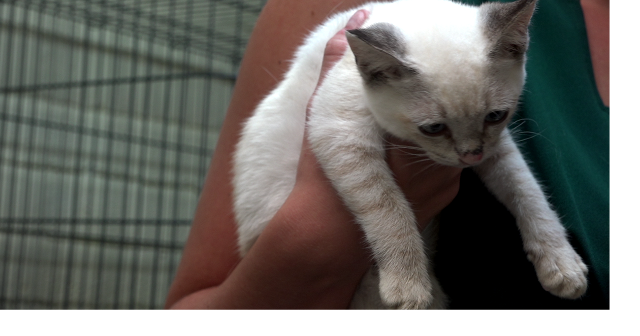 Oahu SPCA looking for short-term pet foster families over Thanksgiving ...