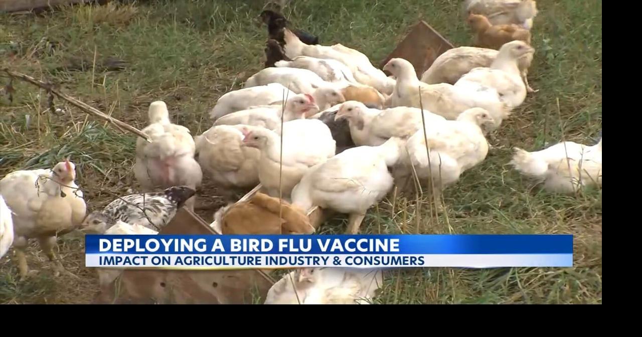 USDA approves conditional license for Avian Flu vaccine | Video | kitv.com