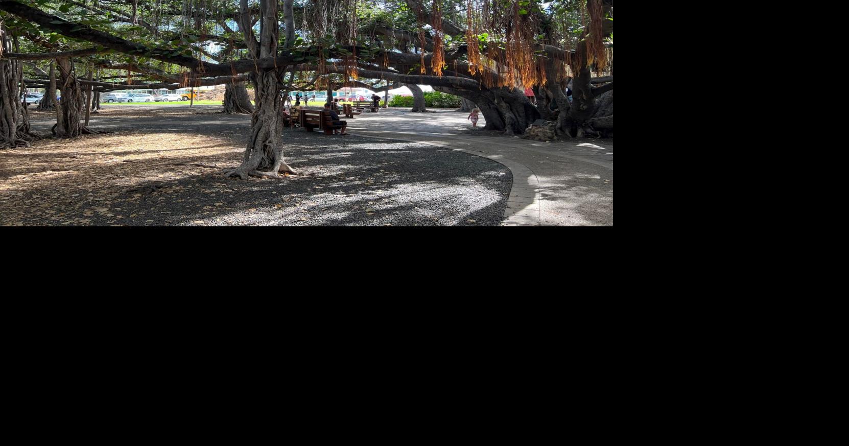 Lahaina Banyan Tree celebrates 150th anniversary with fun festivities ...