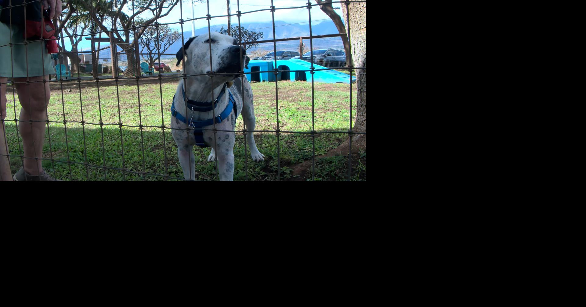 After taking in more than 2 dozen dogs, Maui shelter urgently needs ...