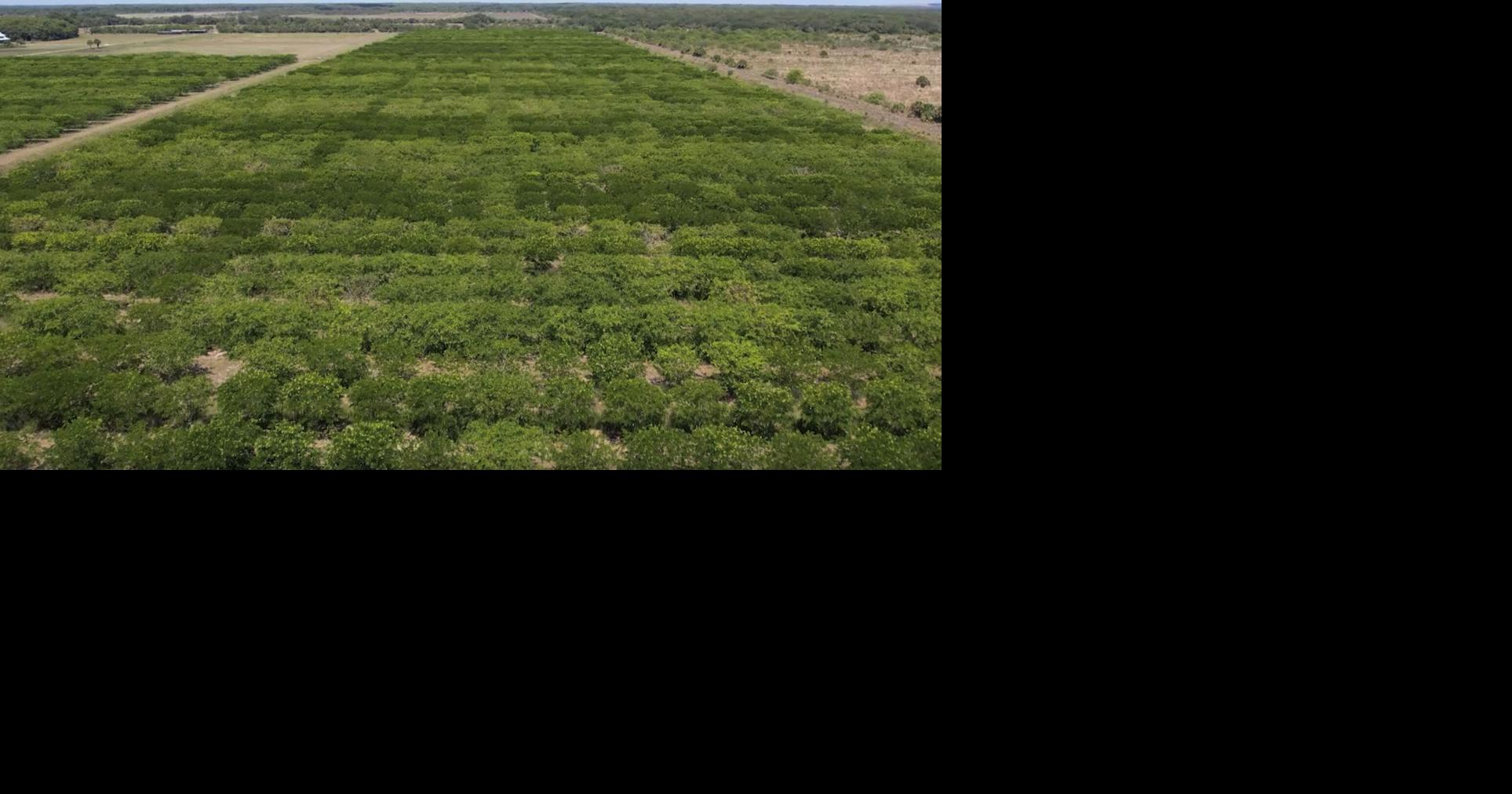 Pongamia Tree What to Know | | kitv.com
