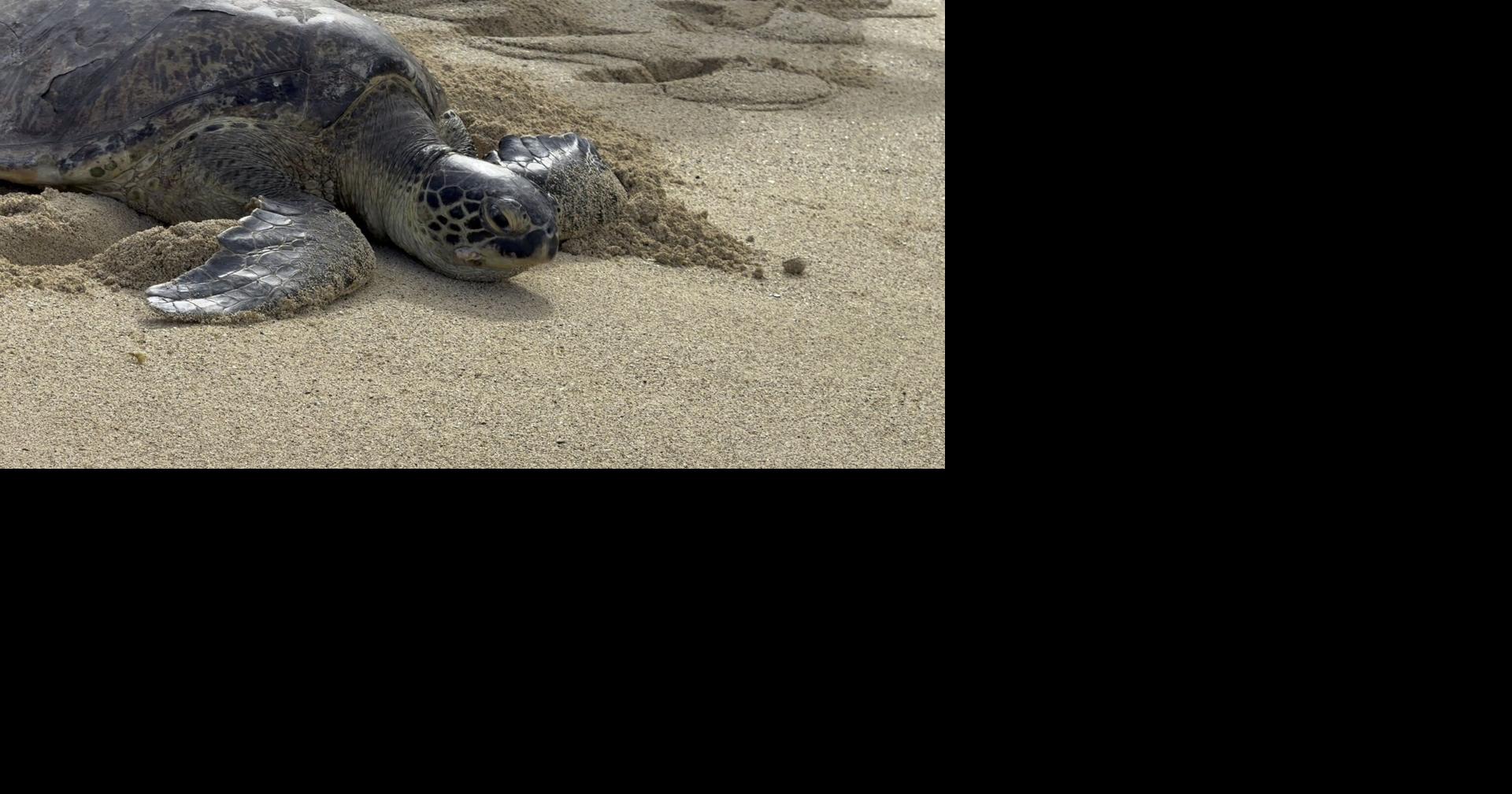 Honu rehabbed and released on Oahu | News | kitv.com