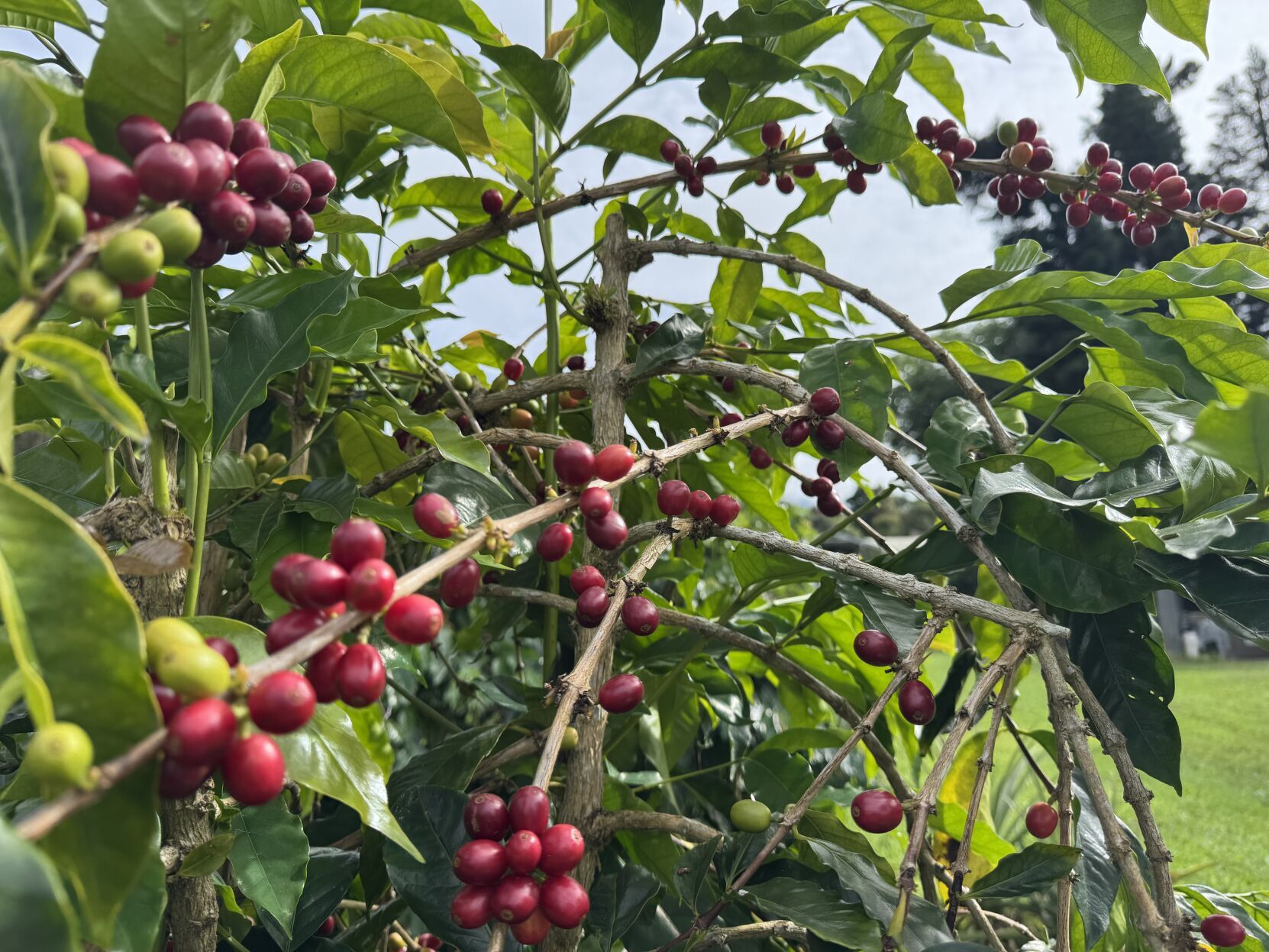 Kona Coffee Cultural Festival marks 54 years of Hawaii’s most beloved ...