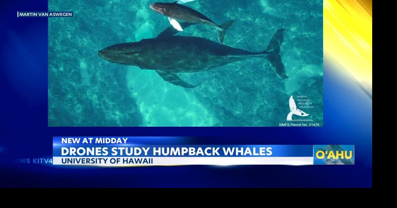 University of Hawai’i uses drones for critical humpback whale research ...