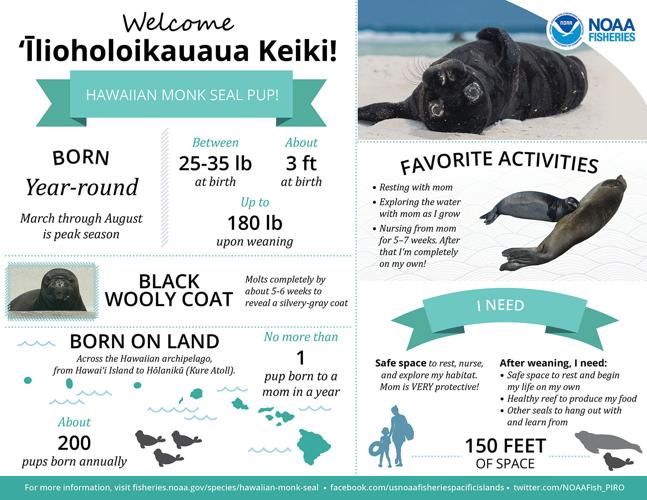 NOAA announces monk seal pup born on Waikiki beach | Local | kitv.com