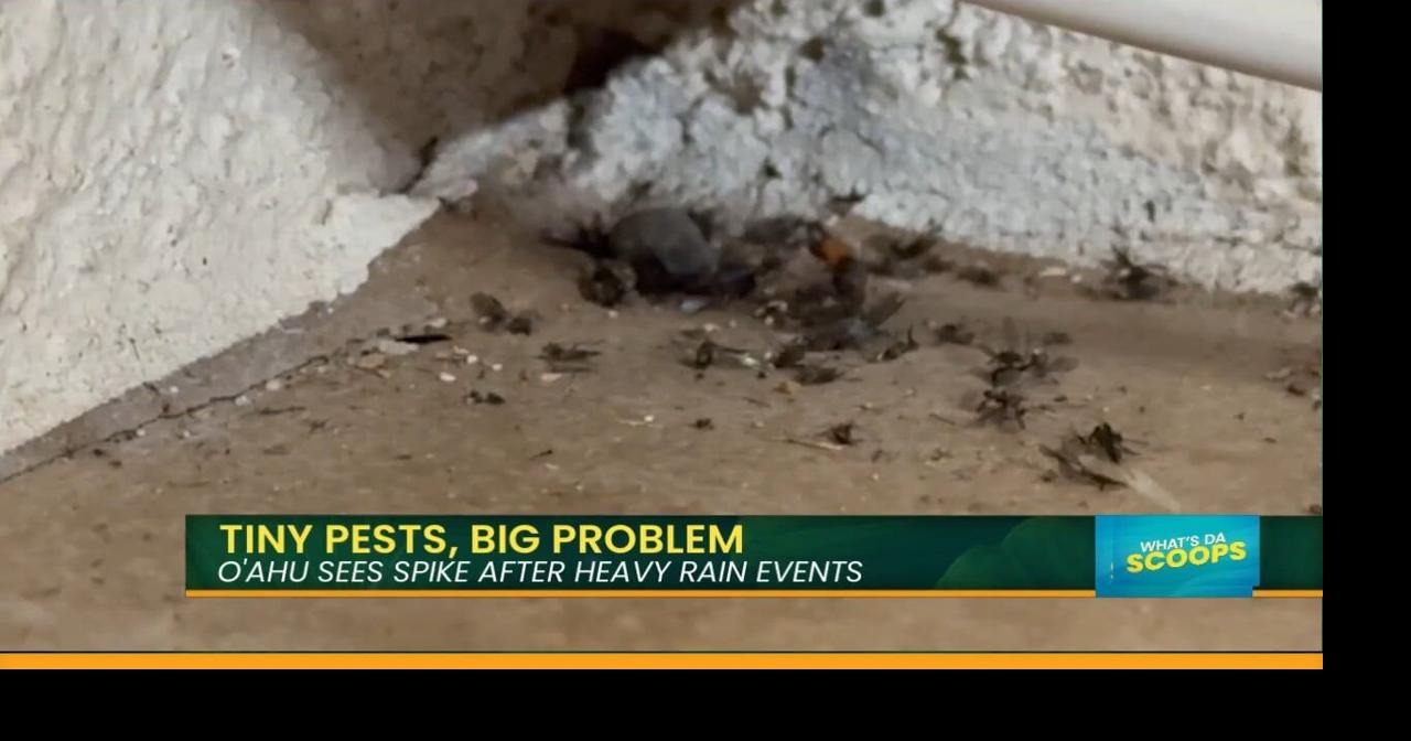 Oʻahu's Swarm Storm: Why Gnats are Taking Over | Island Life Live ...