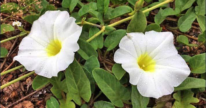 Native plants are the root of the solution to restore Maui County’s ...