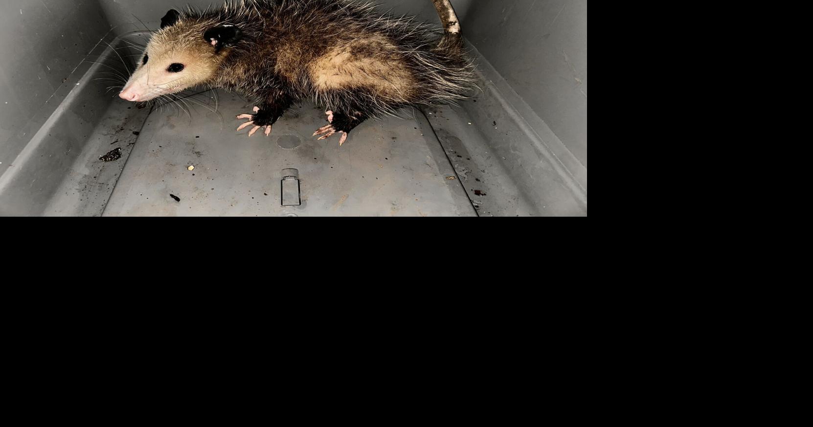 Three opossums caught in Hawaii this fall | News | kitv.com