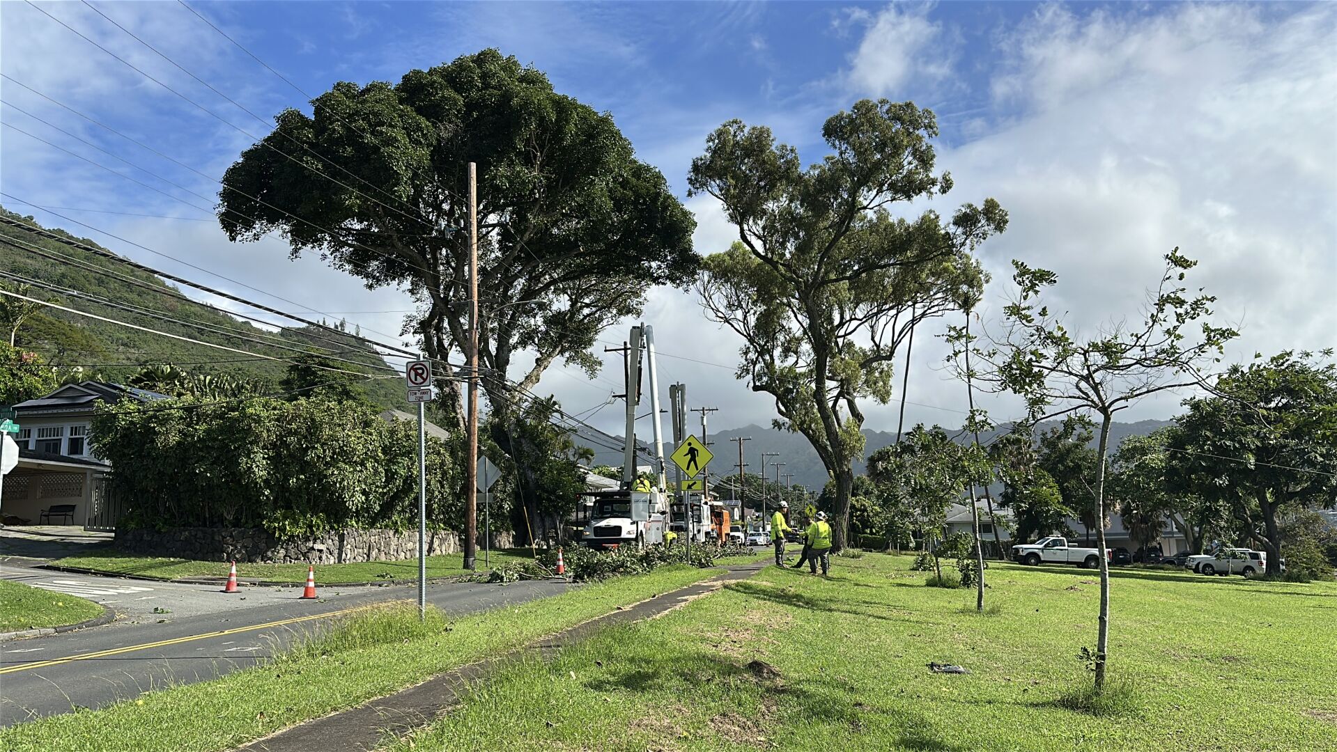 Bodhi tree removal on Manoa Road - 4 | | kitv.com