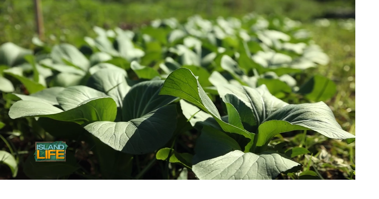 Enjoy a farm to table Experience with Farm to Barn Cafe | Hawaii Living ...