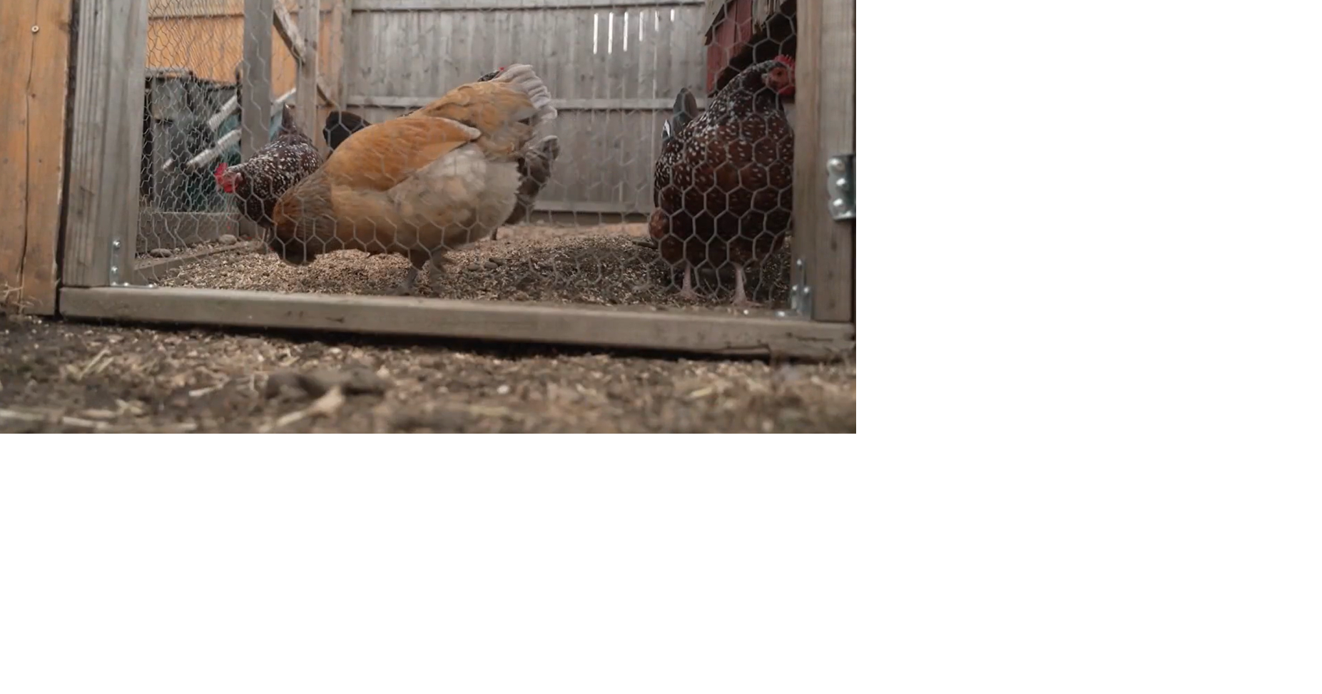 Hawaii Department of Health preparing for avian flu | News | kitv.com