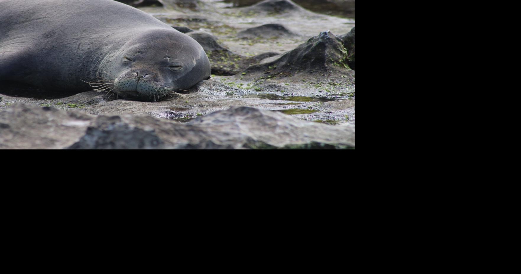 NOAA identifies Hawaiian monk seal found dead in Nanakuli | News | kitv.com