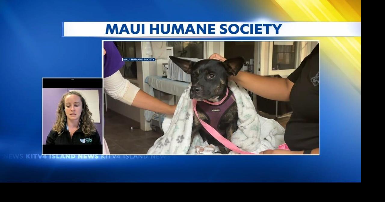 Animals in need of help, after Maui fires | Video | kitv.com
