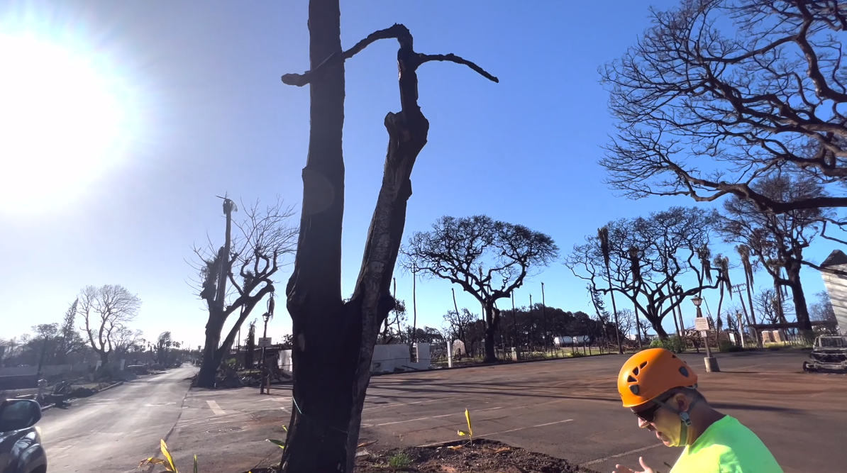 'Treecovery' initiative aims to rescue centuries-old ulu trees burned ...