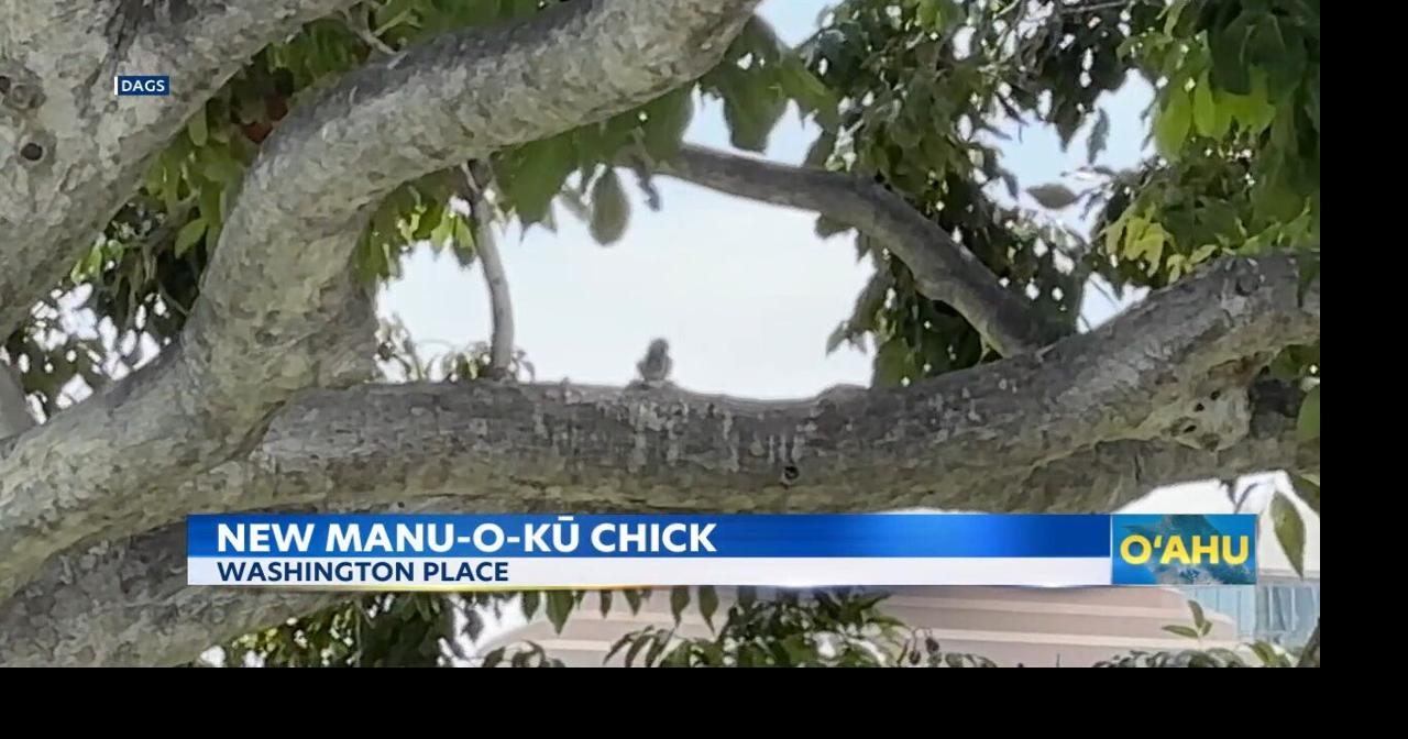 Manu-o-ku chick hatches at Washington Place | News | kitv.com