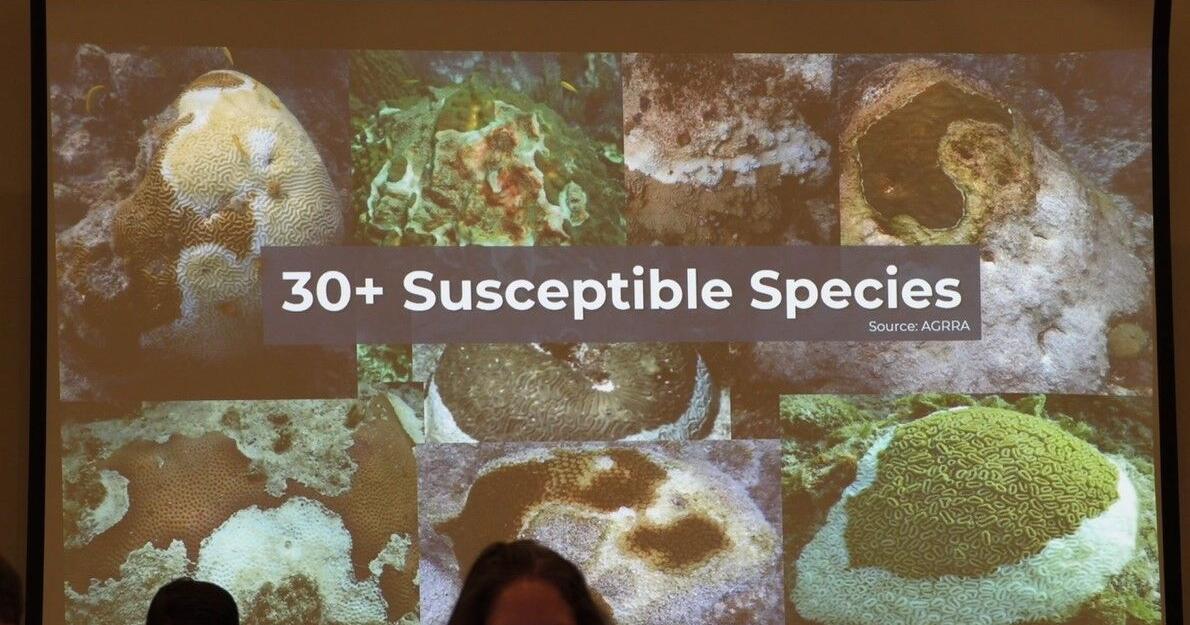 Deadly coral disease reaches various states, DNLR discusses action ...