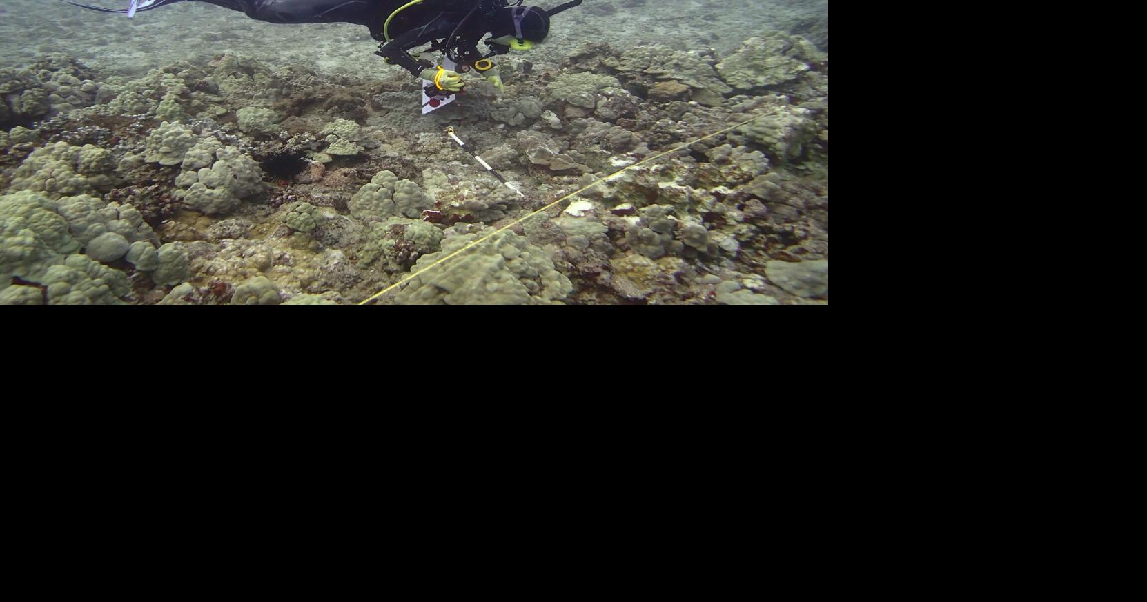 Investigation underway following Kewalo Basin reef damage caused by ...